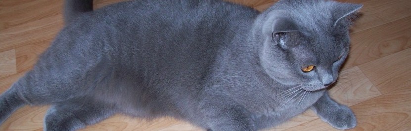 Informace o Britské modré kočce :: Britskamodrakocka